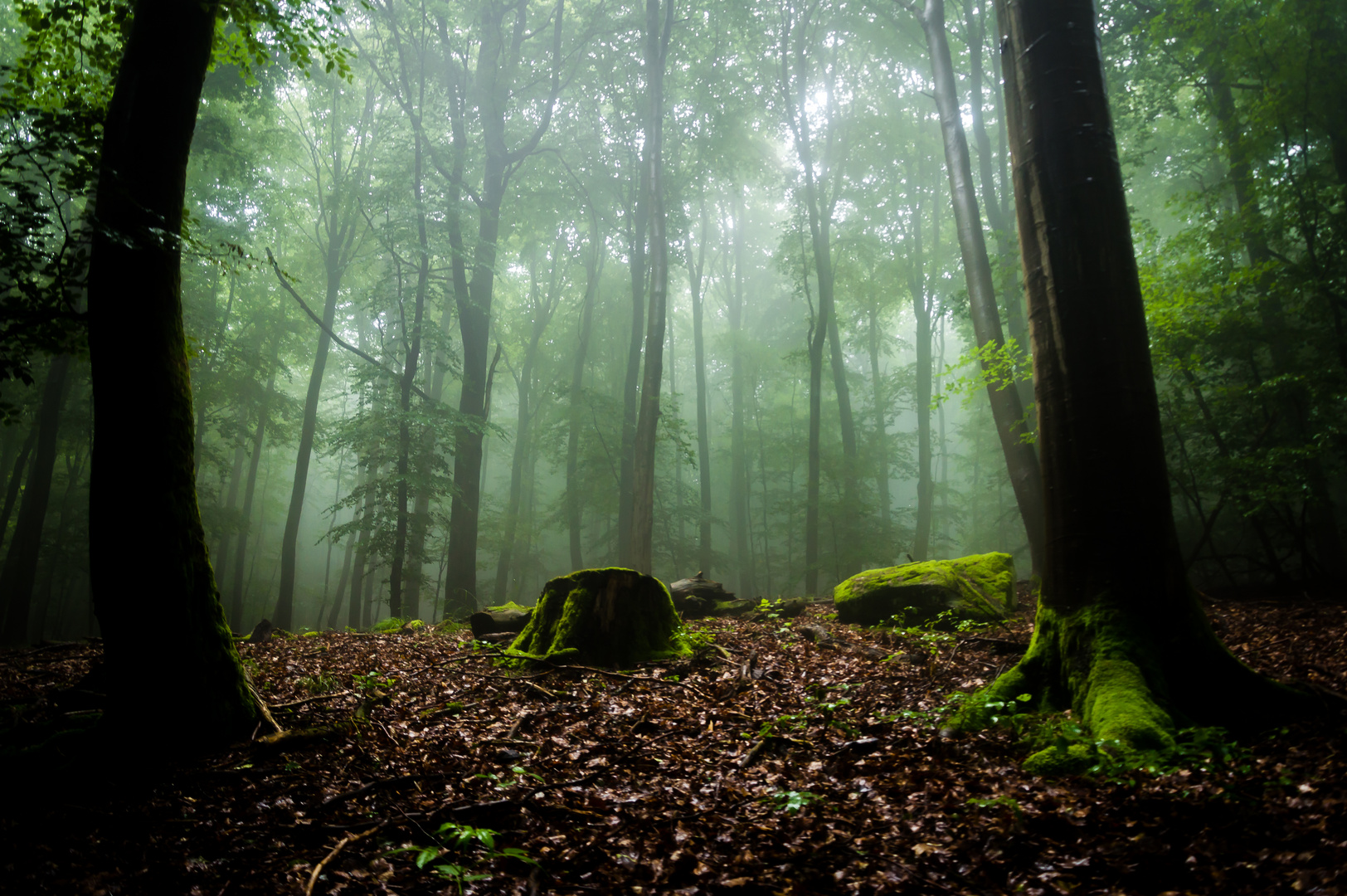 Strange mood photo et image | les vosges, france, nature Images ...