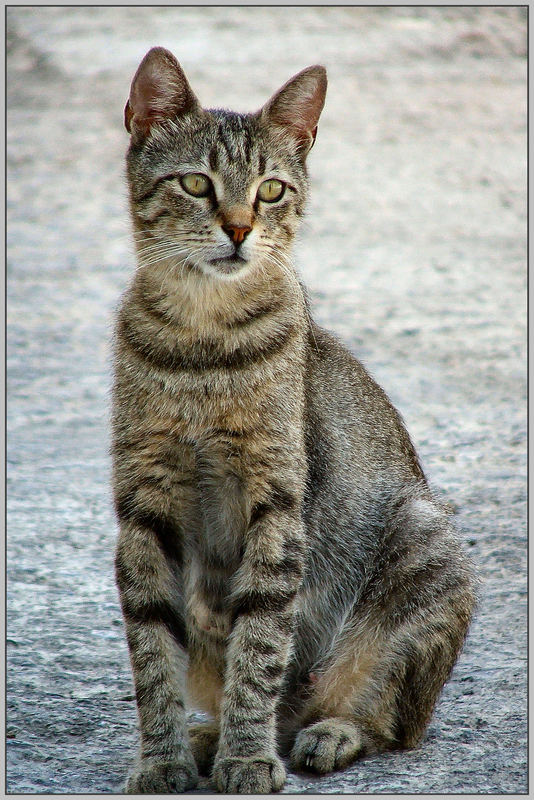 Straßen Katze Foto & Bild | tiere, haustiere, katzen Bilder auf fotocommunity