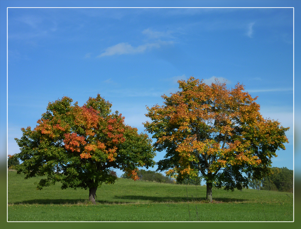 Straßenbäume. Foto & Bild | pflanzen, pilze & flechten, bäume ...
