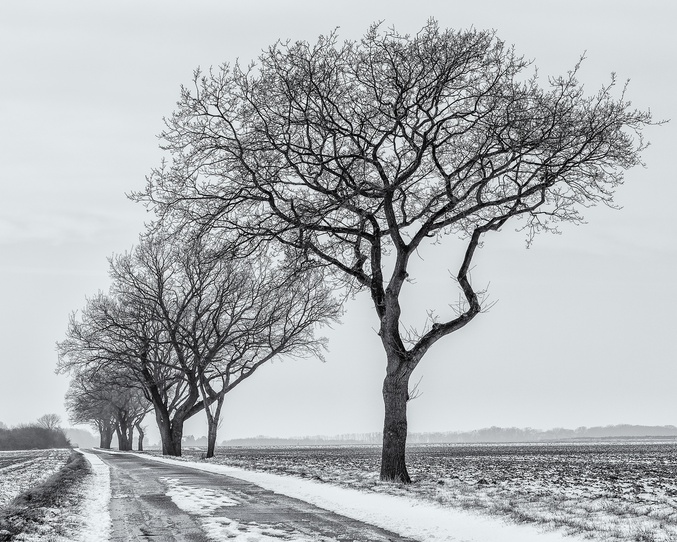 Straßenbäume Foto & Bild | pflanzen, pilze & flechten, bäume, laubbäume ...