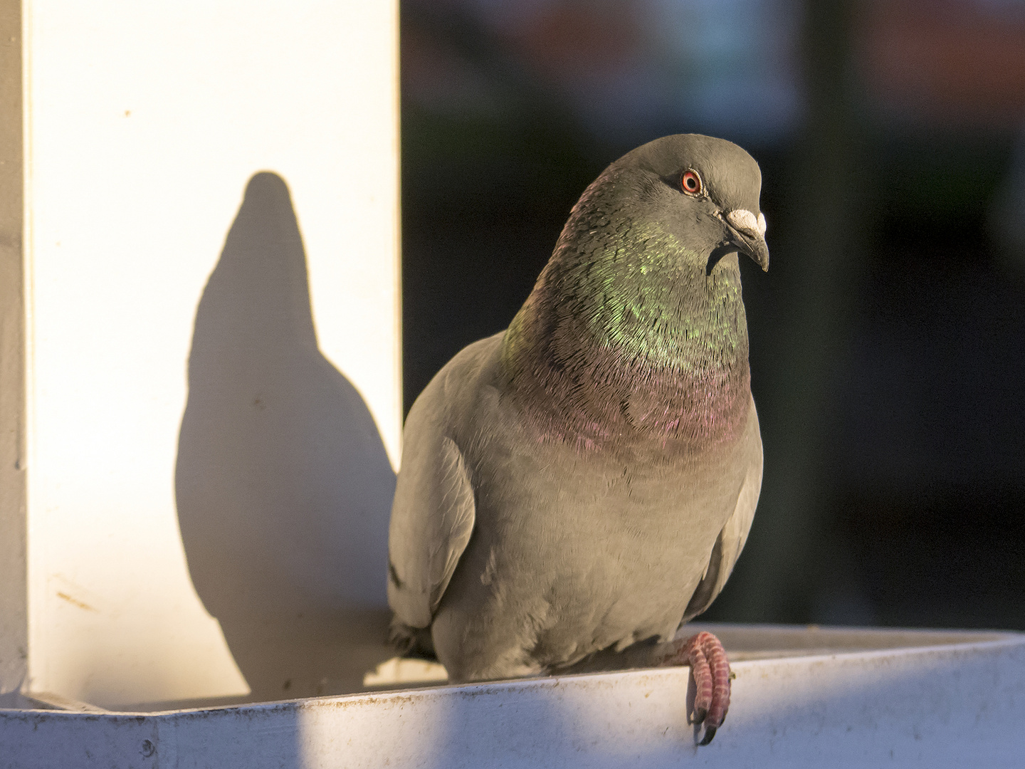 Straßentaube Foto & Bild | tiere, wildlife, wild lebende vögel Bilder ...