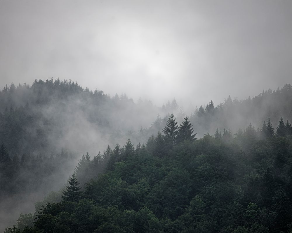 Stratus fractus silvagenitus .... Foto & Bild | Bilder auf fotocommunity