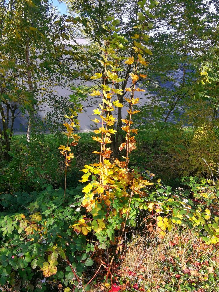 Strauch im Herbst, unten grün, mitte braun und oben wieder grün Foto ...