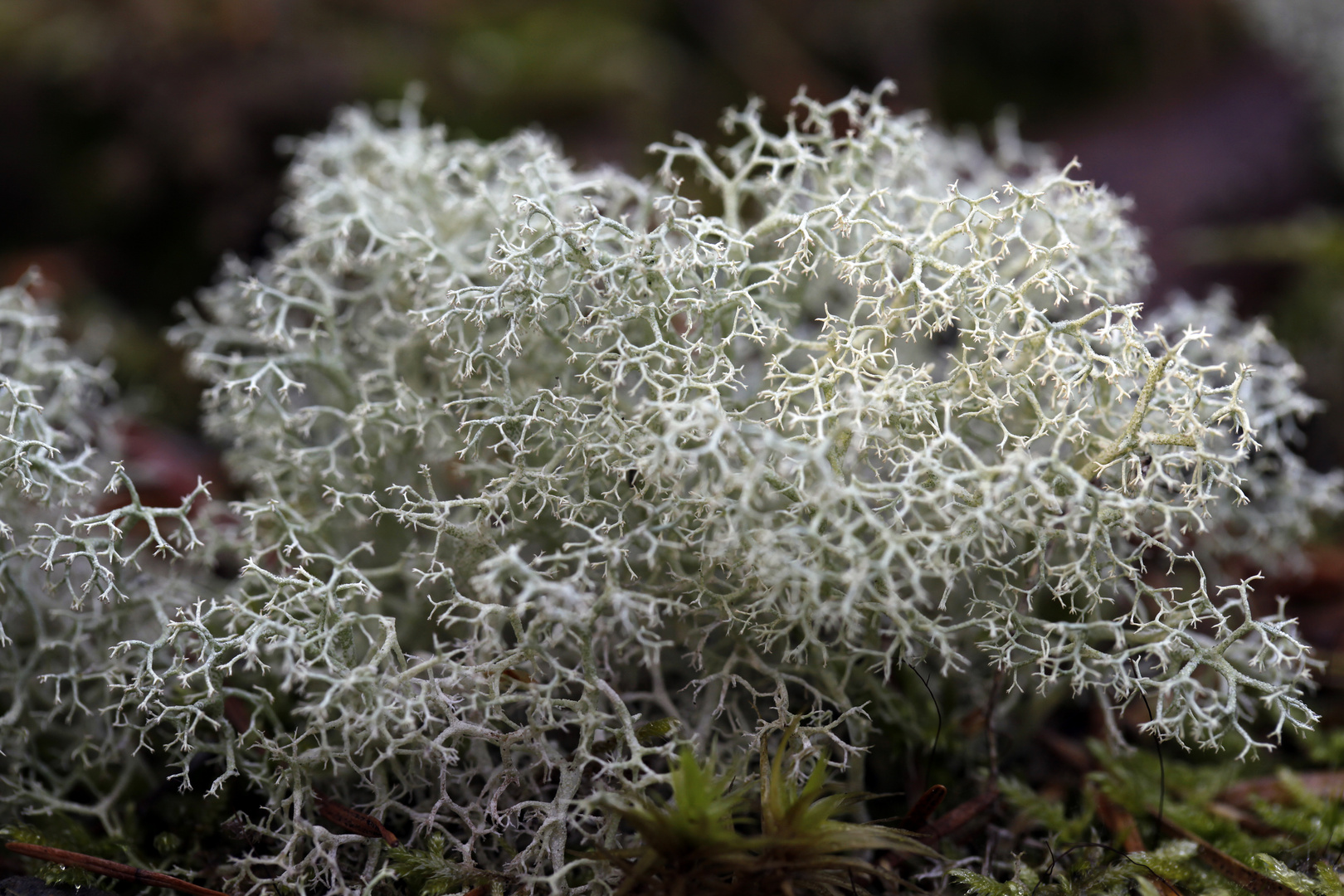 Strauchflechten Foto & Bild | pflanzen, pilze & flechten, pilze ...