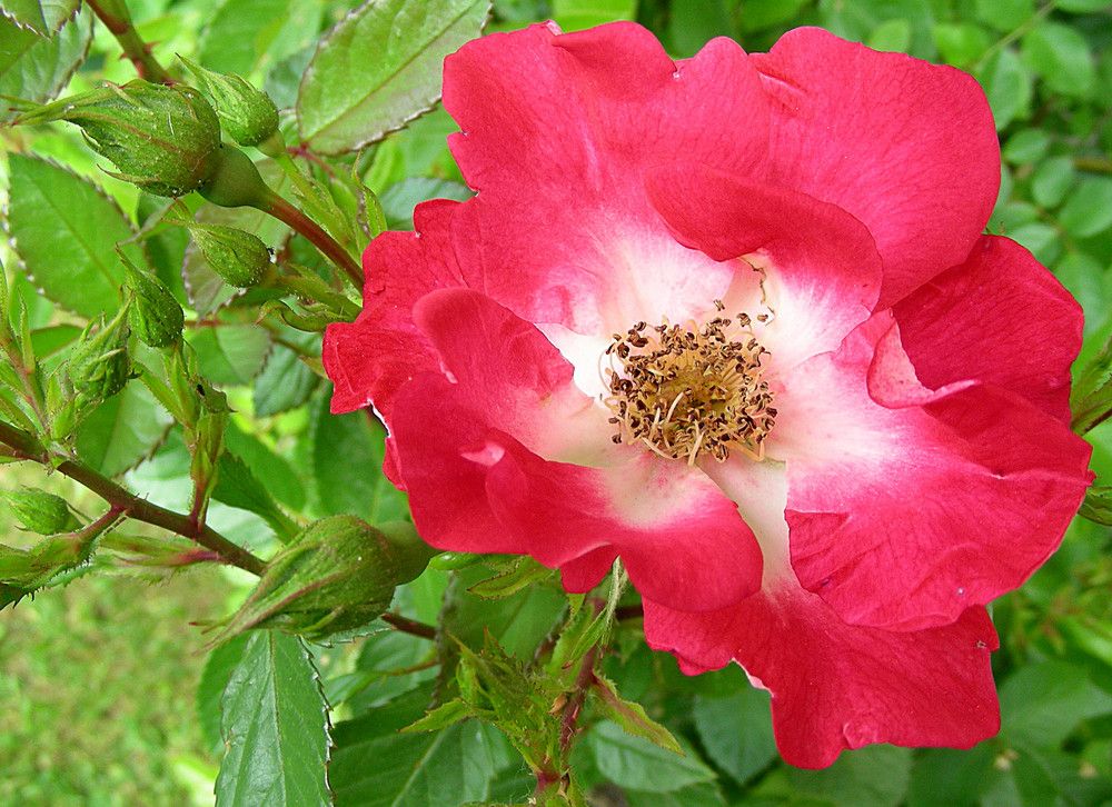 Strauchrose Foto & Bild | pflanzen, pilze & flechten, blüten ...