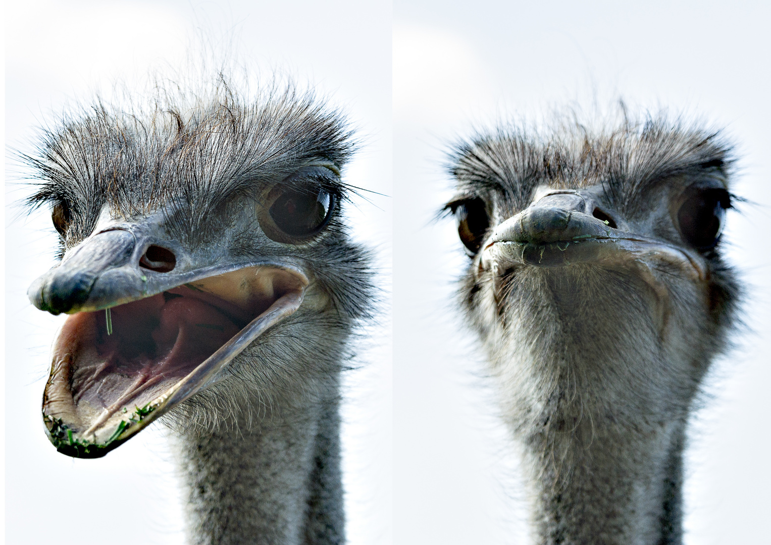 Straus Foto & Bild | tiere, vögel, laufvögel Bilder auf fotocommunity