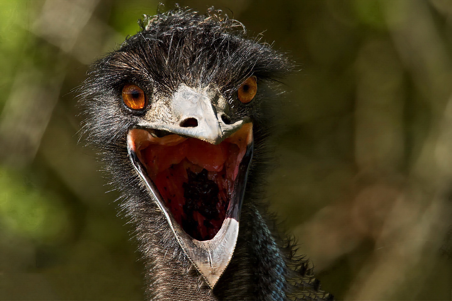 Strauß 001 Foto & Bild | natur, tiere, vögel Bilder auf fotocommunity