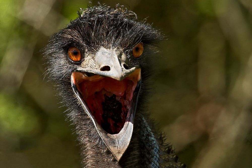 Strauß 001 Foto & Bild | natur, tiere, vögel Bilder auf fotocommunity