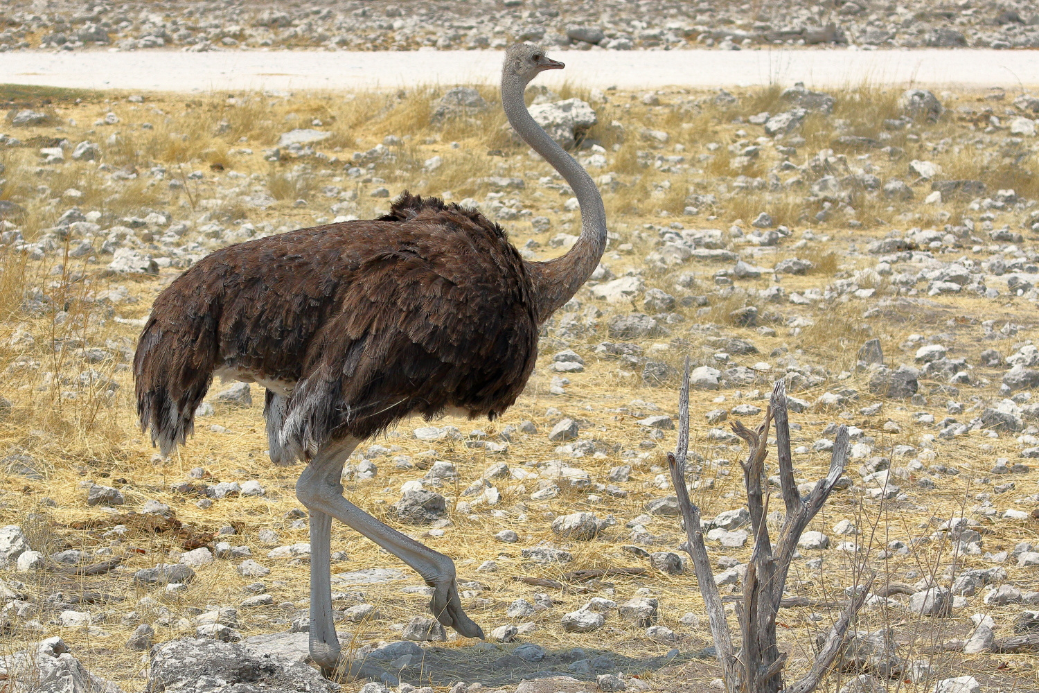 Strauß Foto & Bild | world, natur, namibia Bilder auf fotocommunity