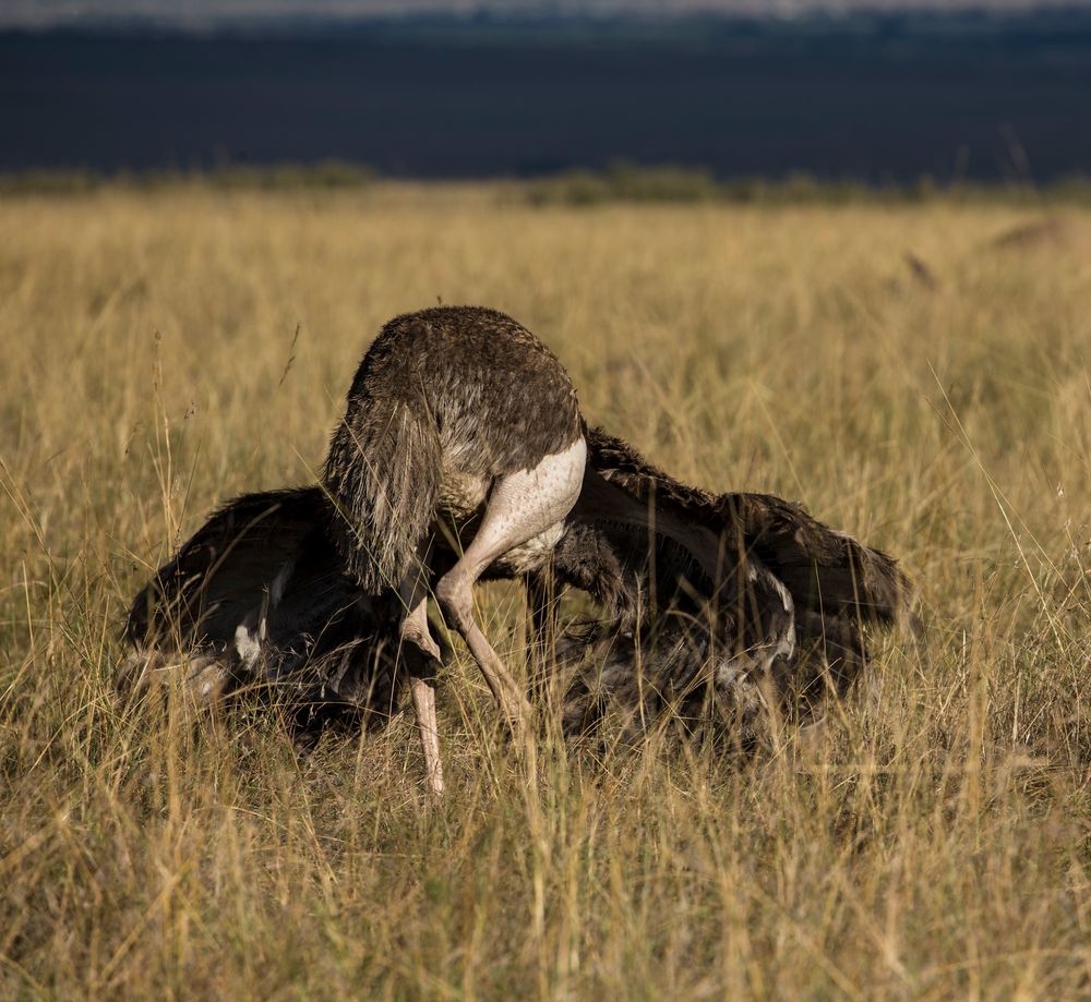 Strauß Foto & Bild | tiere, wildlife, wild lebende vögel Bilder auf ...