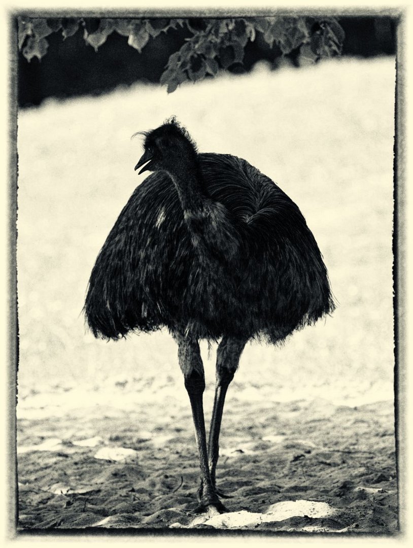 Strauß Foto & Bild | tiere, zoo, wildpark & falknerei, vögel Bilder auf ...