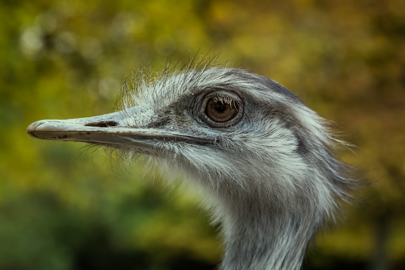 Strauß Foto & Bild | vögel, strauß, natur Bilder auf fotocommunity