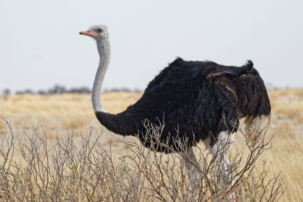 Strauss Foto & Bild | africa, southern africa, namibia Bilder auf ...