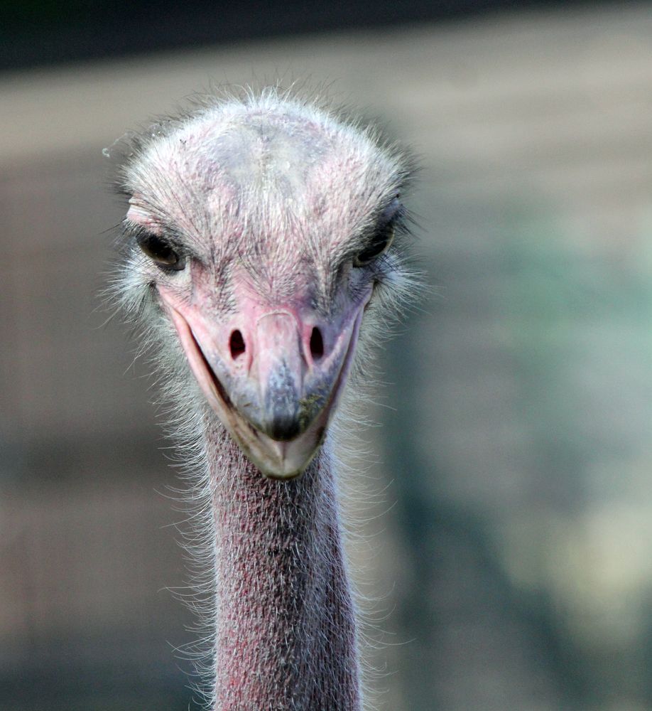 Strauß -2- Foto & Bild | reportage dokumentation, tiere, zoo, wildpark ...