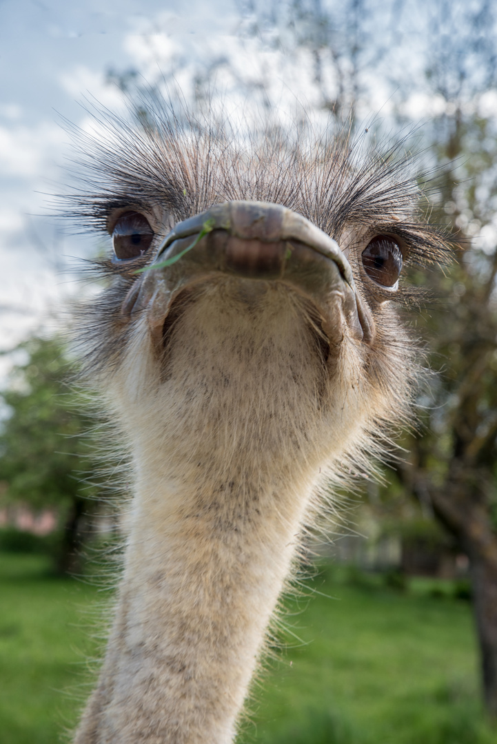 Strauß Foto & Bild | natur, tiere, vögel Bilder auf fotocommunity