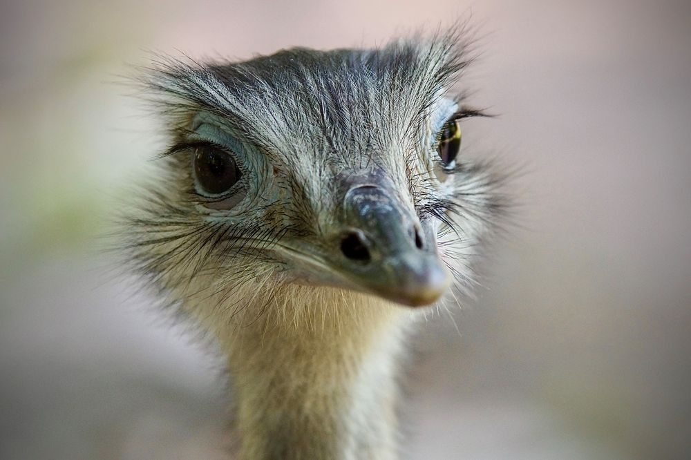 Strauß Foto & Bild | tiere, wildlife, wild lebende vögel Bilder auf ...