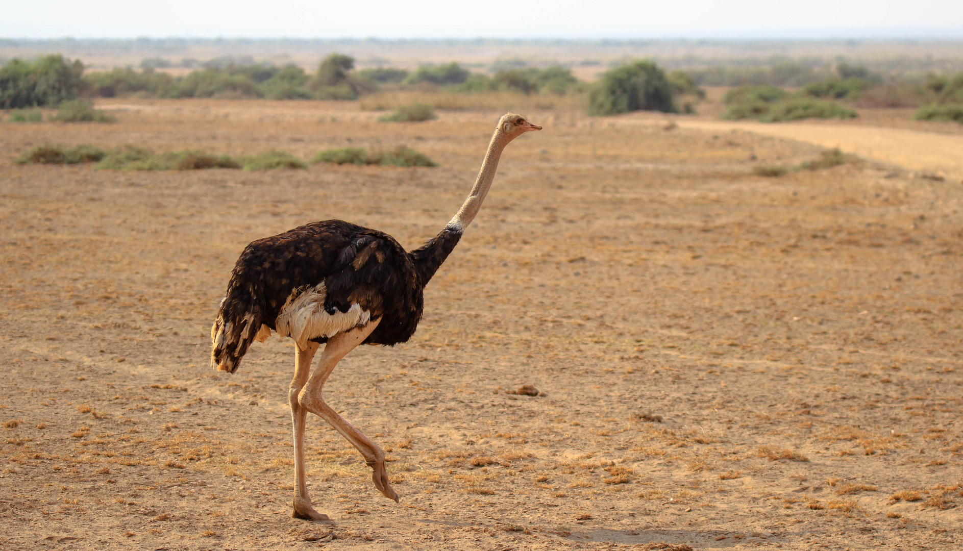 Strauß Foto & Bild | tiere, wildlife, wild lebende vögel Bilder auf ...