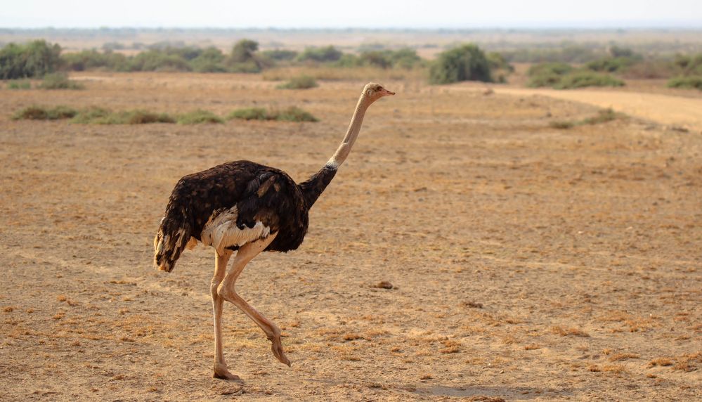 Strauß Foto & Bild | tiere, wildlife, wild lebende vögel Bilder auf ...