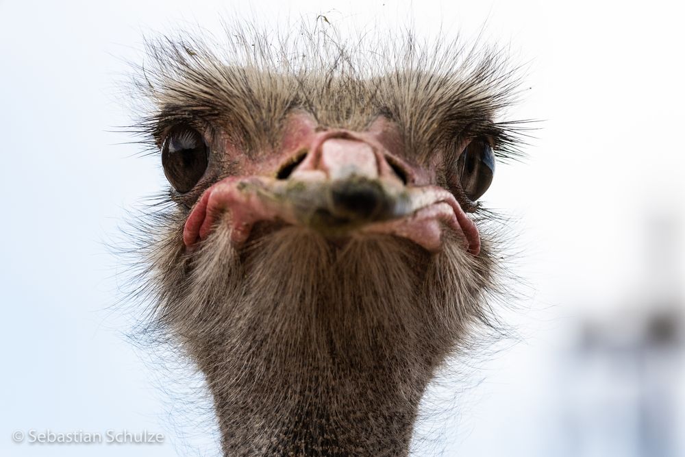 Strauß Foto & Bild | world, youth, natur Bilder auf fotocommunity