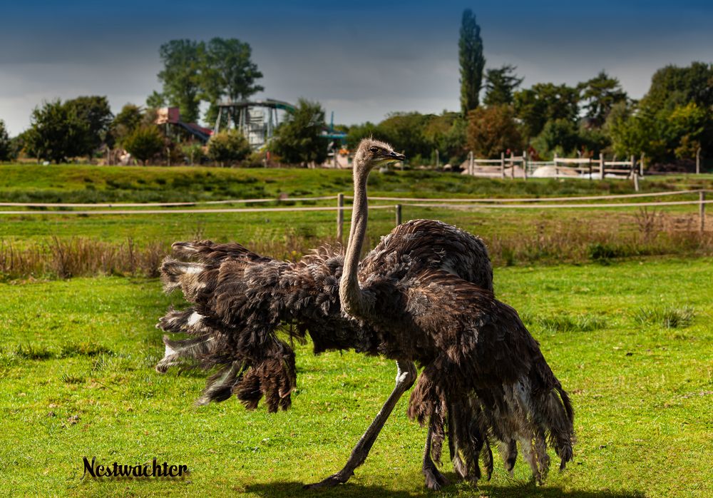 Strauss Foto & Bild | fotos, world, zoo Bilder auf fotocommunity