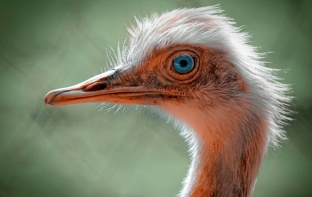 Strauß Foto & Bild | tiere, tierdetails, natur Bilder auf fotocommunity