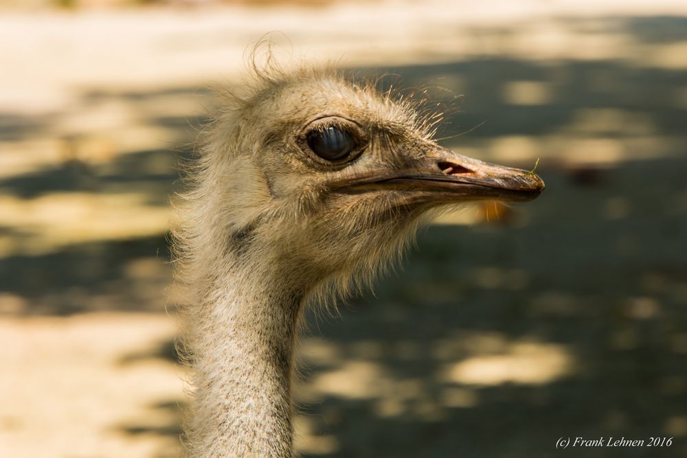 Strauss Foto & Bild | natur, vogel, zoo Bilder auf fotocommunity