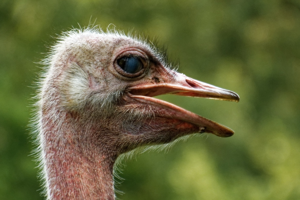 Strauß Foto & Bild | tiere, zoo, wildpark & falknerei, vögel Bilder auf ...