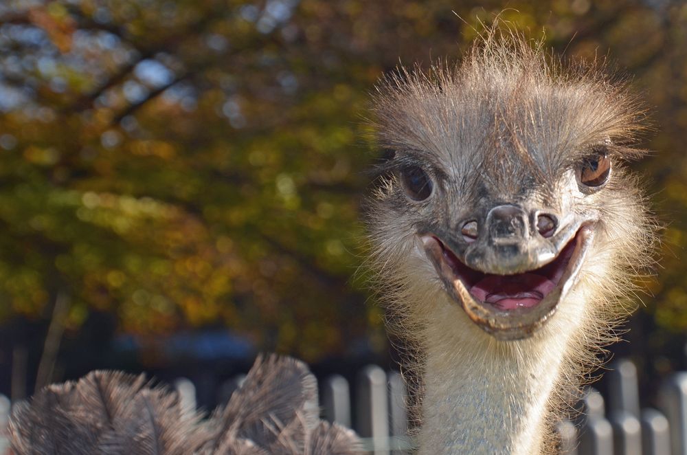 Strauß Foto & Bild | natur, zoo, tiere Bilder auf fotocommunity