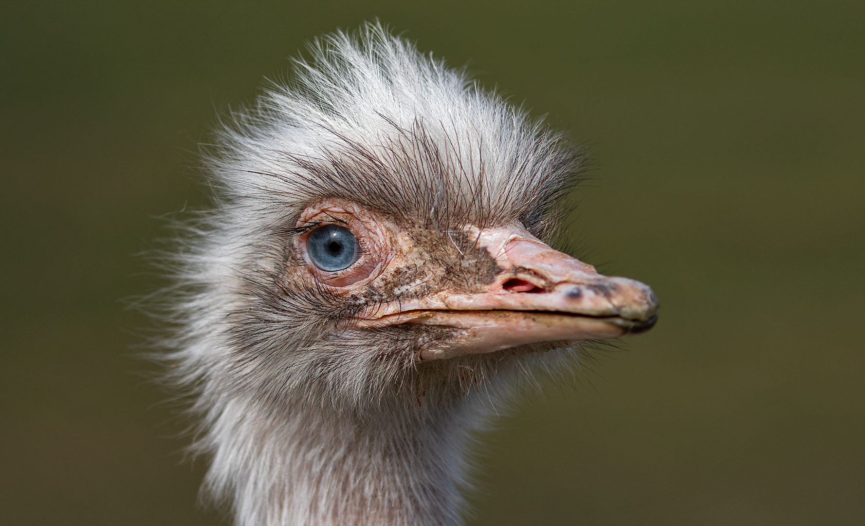 Strauß-Portrait 001 Foto & Bild | deutschland, europe, nordrhein ...
