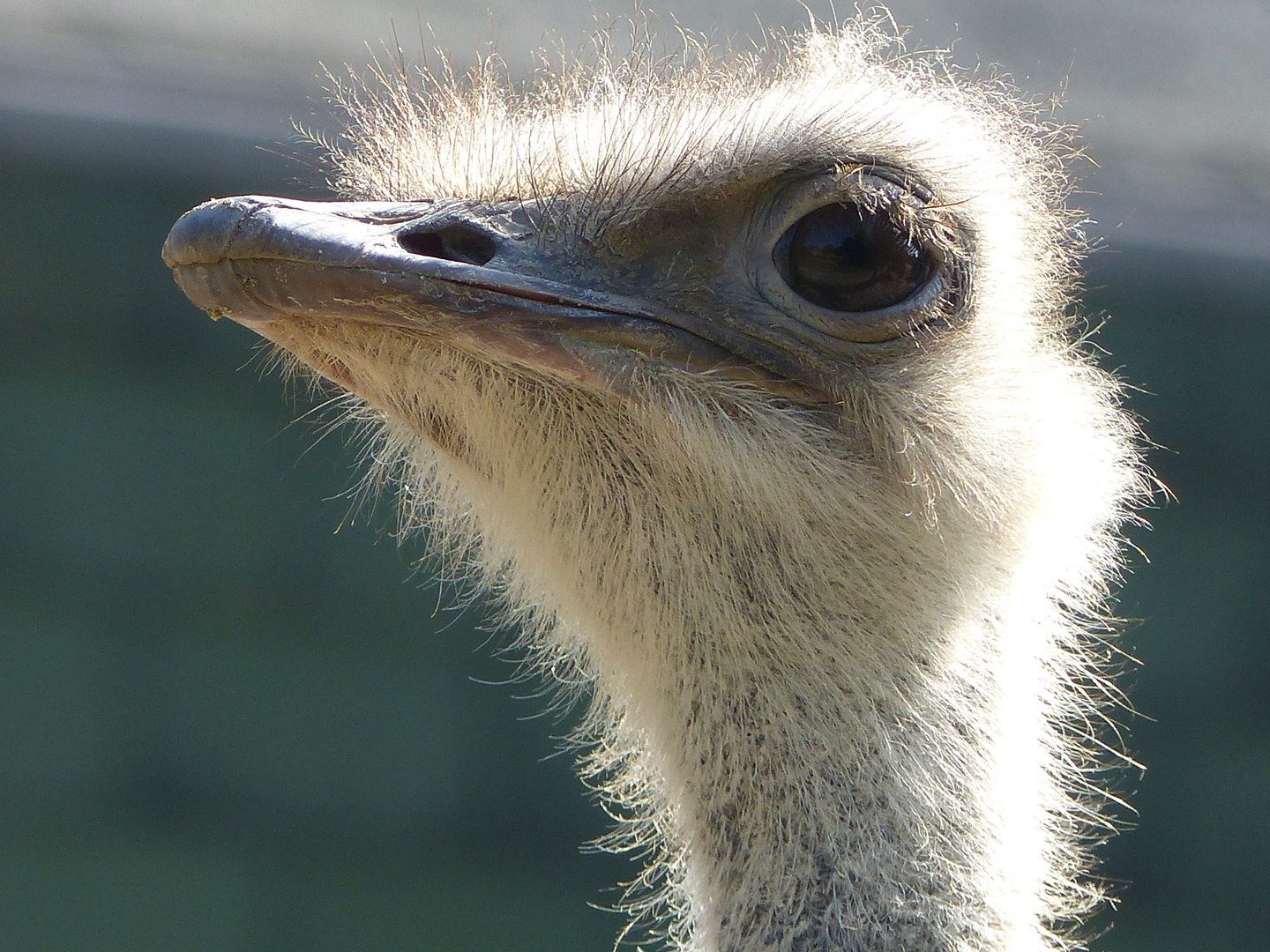 Strauß Portrait Foto & Bild | tiere, zoo, wildpark & falknerei, vögel ...