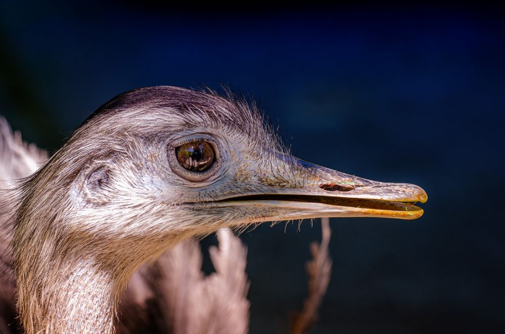 Strauß Portrait Foto & Bild | nature, outdoor, natur Bilder auf ...