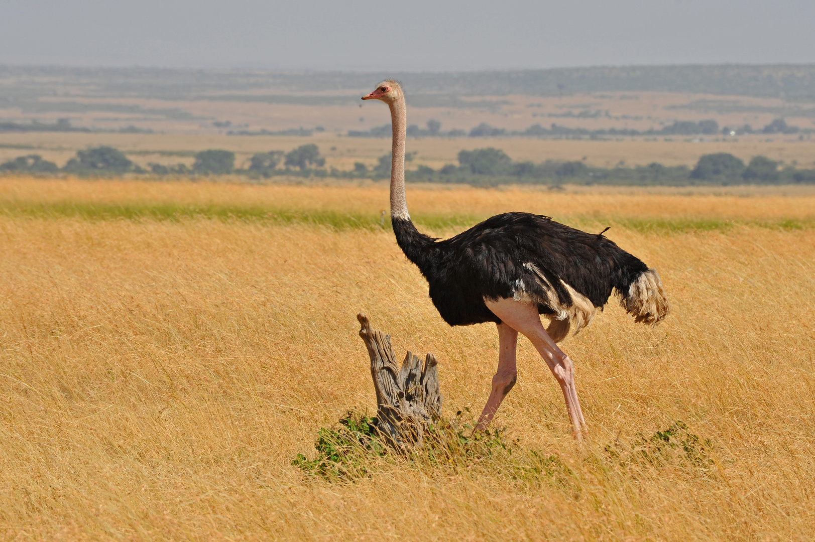 Strauß solo Foto & Bild | tiere, wildlife, strauß Bilder auf fotocommunity