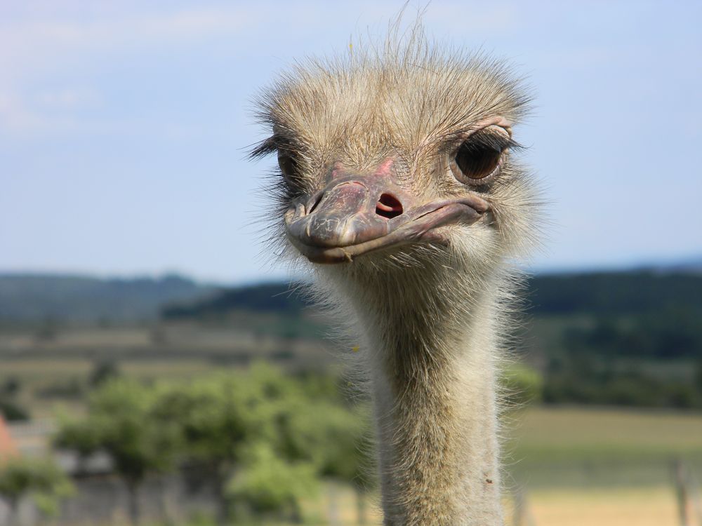 Strauß Vogel Foto & Bild | tiere, strauß;vogel;, natur Bilder auf ...