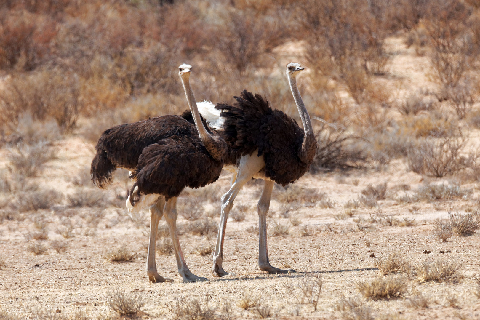 Strausse Foto & Bild | africa, southern africa, south africa Bilder auf ...