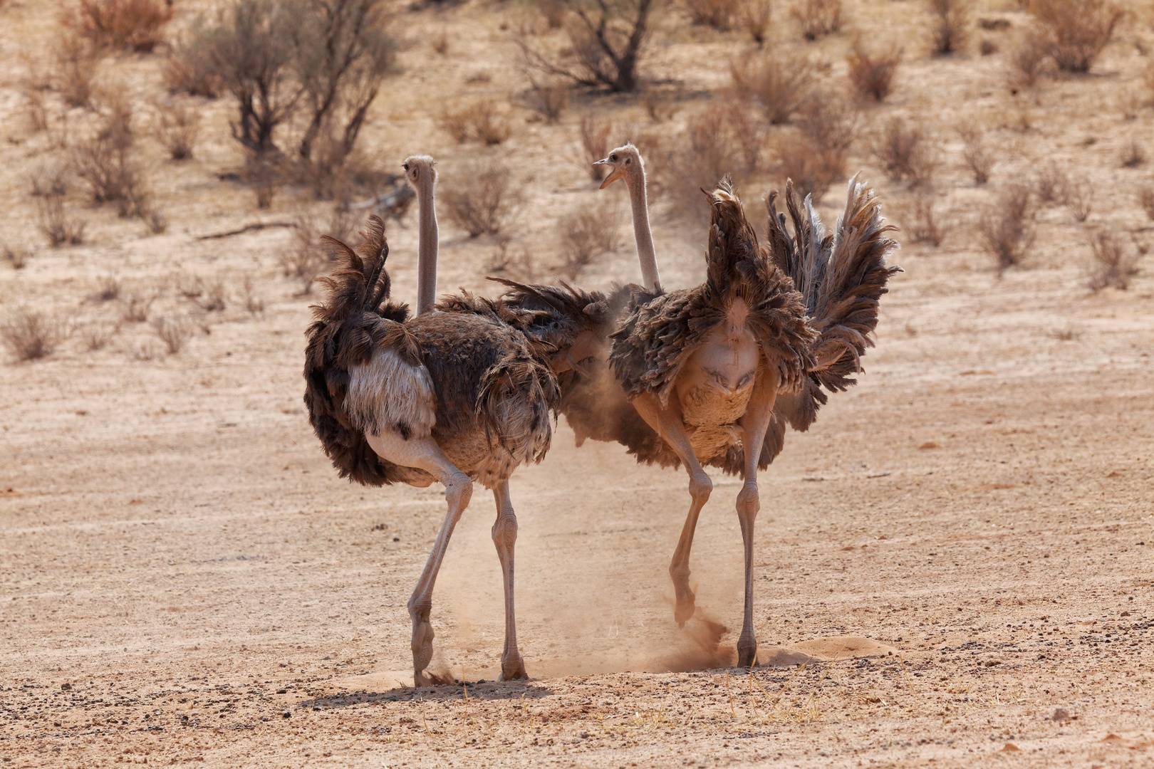 Strausse Foto & Bild | world, natur, south africa Bilder auf fotocommunity