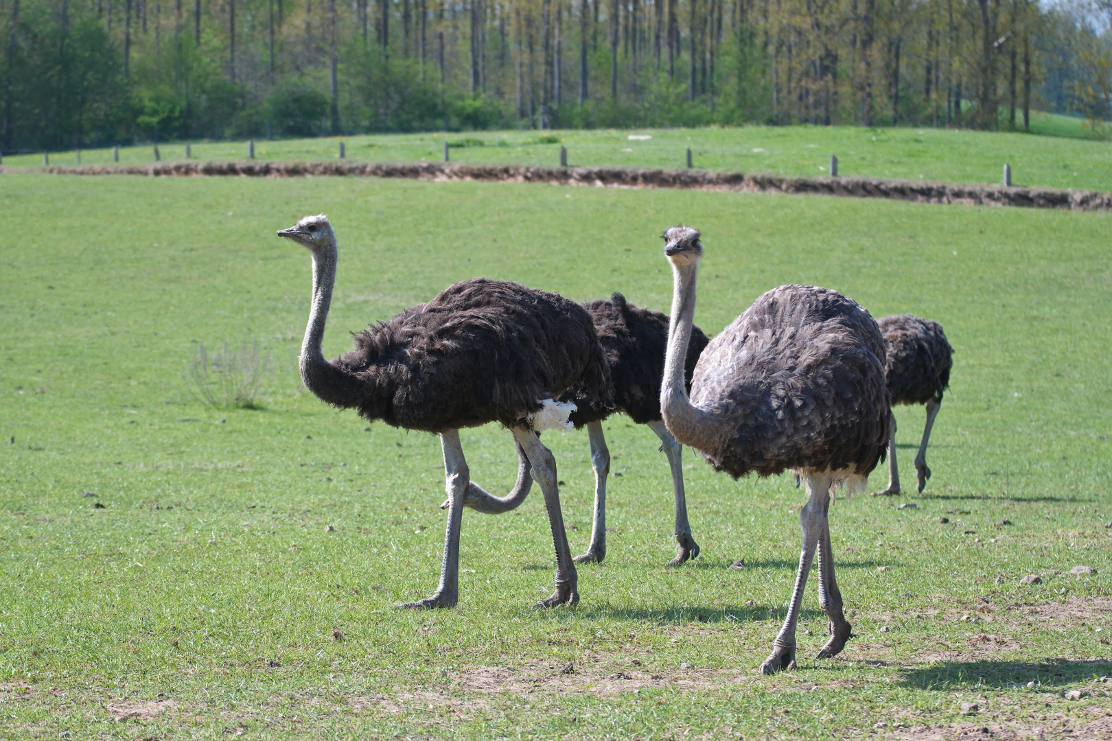 Strauße auf dem Kamelhof Foto & Bild | natur, tiere, vögel Bilder auf ...
