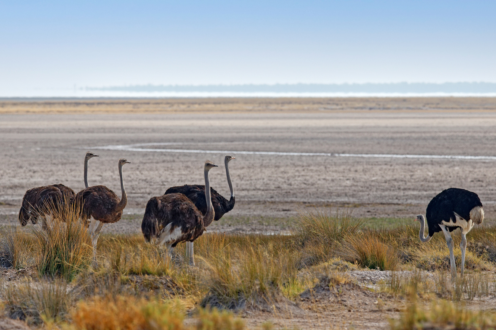 Strausse Foto & Bild | africa, southern africa, namibia Bilder auf ...