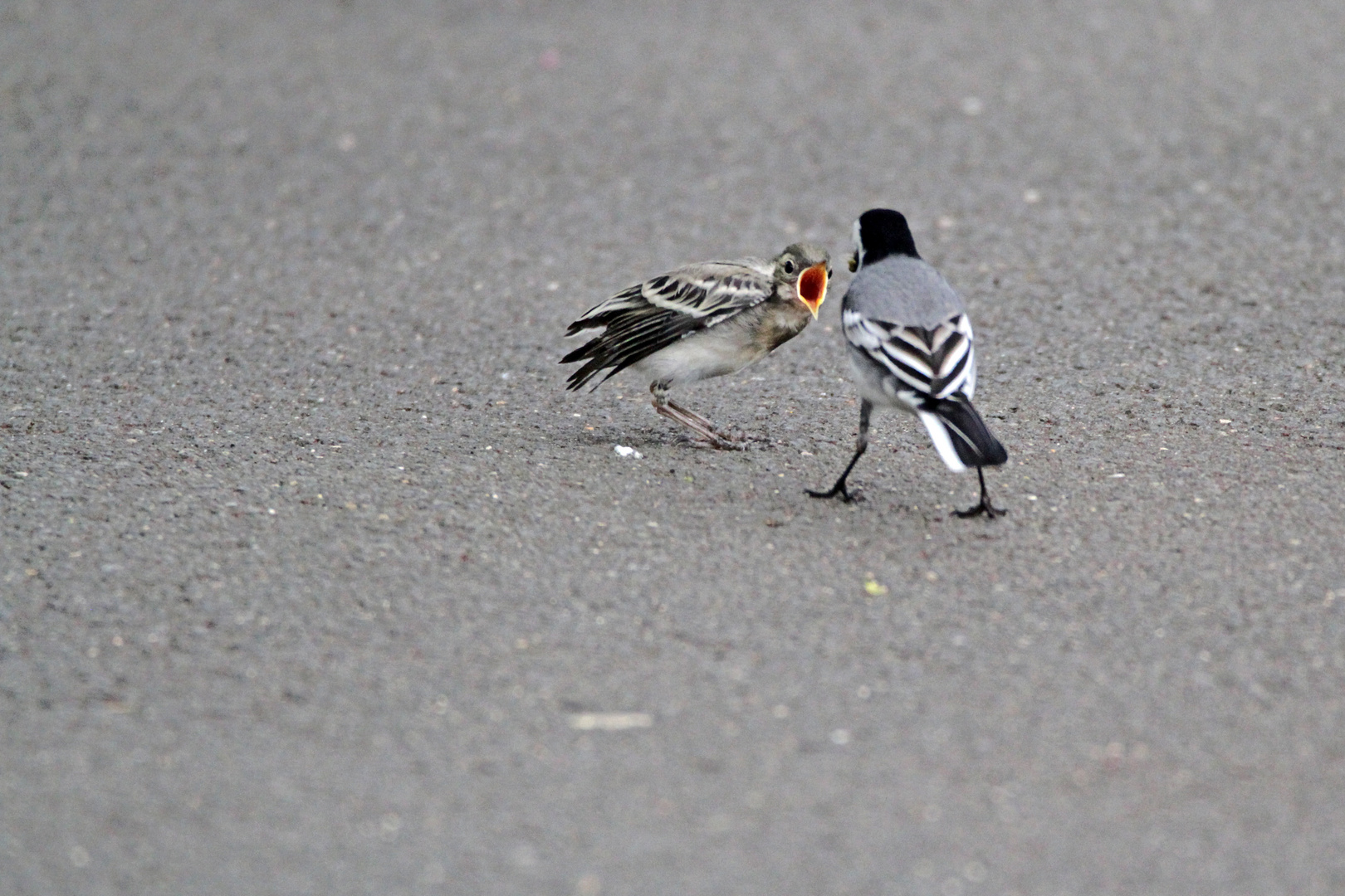 street bird Foto & Bild | vögel, natur Bilder auf fotocommunity