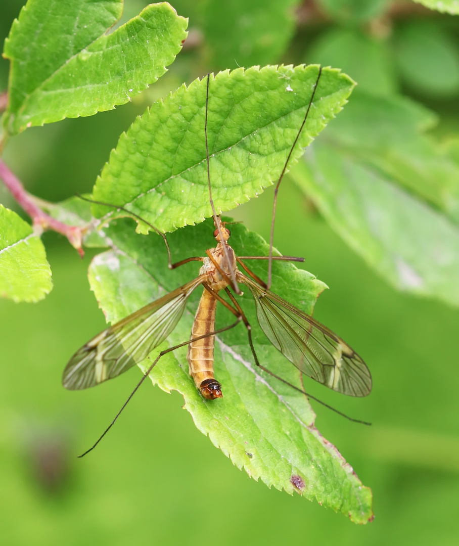 Streifenflügelige Schnake (Tipula fascipennis),Männchen Foto & Bild ...
