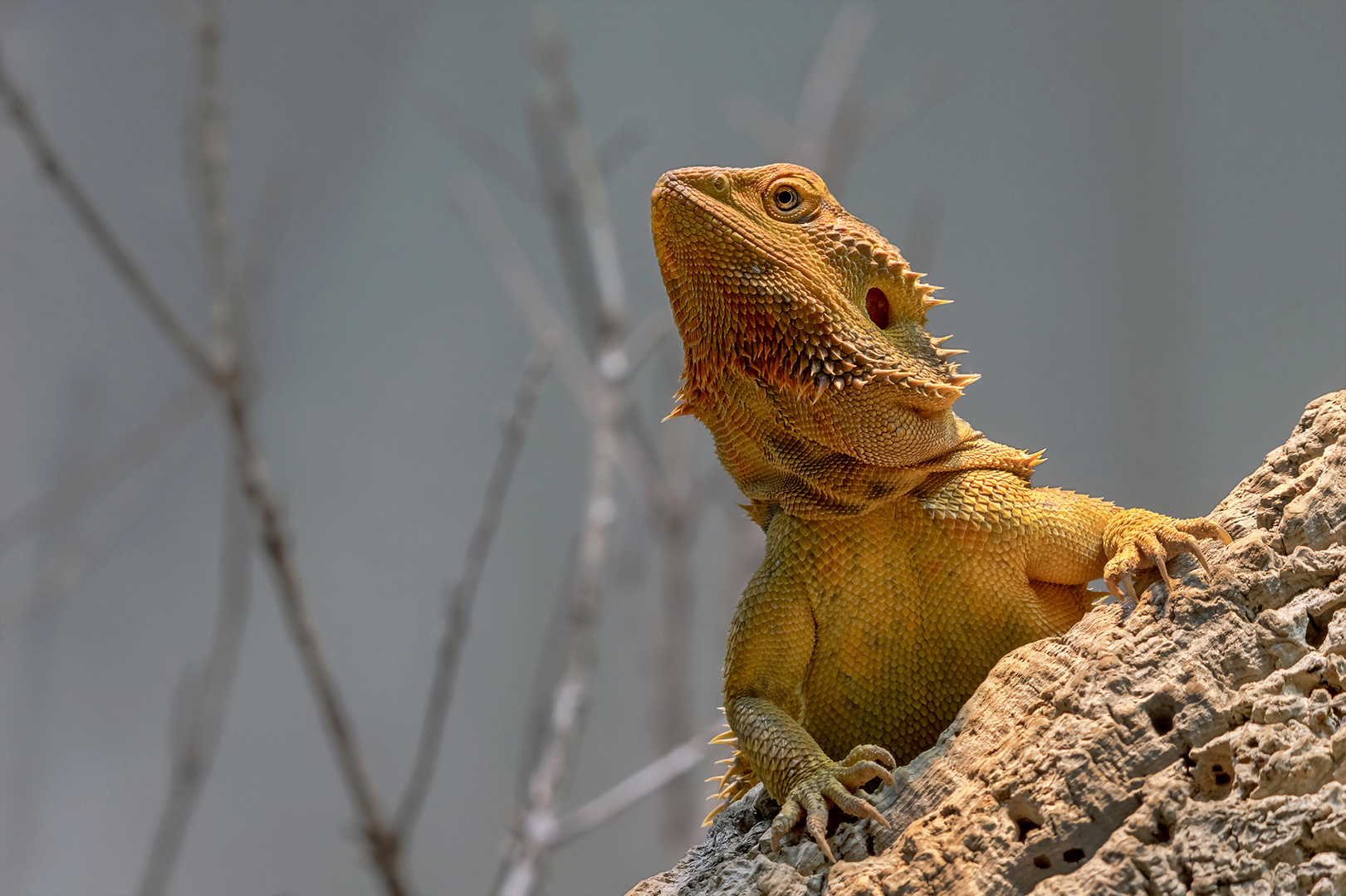 Streifenköpfige Bartagame Foto & Bild | natur, zoo, tiere Bilder auf ...