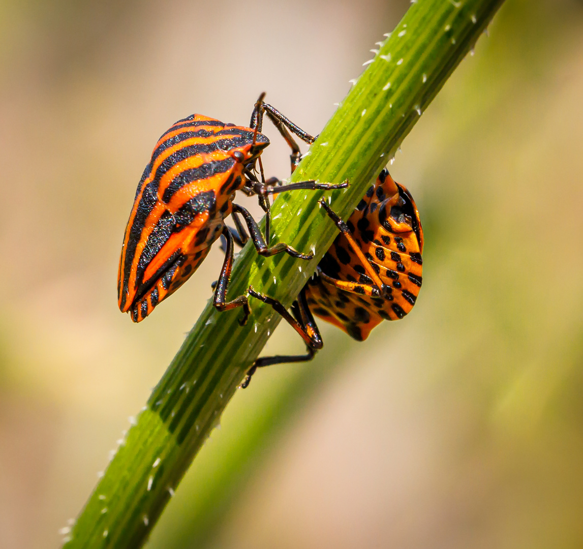 Streifenwanze (Graphosoma lineatum) Foto & Bild | tiere, wildlife ...