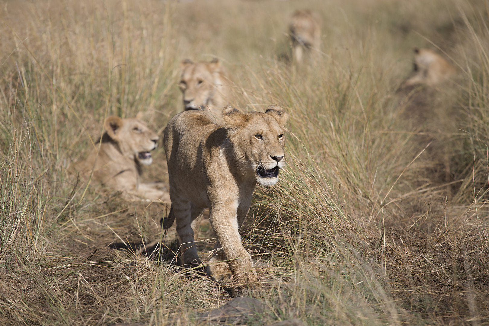 Streifzug Foto & Bild | world, natur, afrika Bilder auf fotocommunity