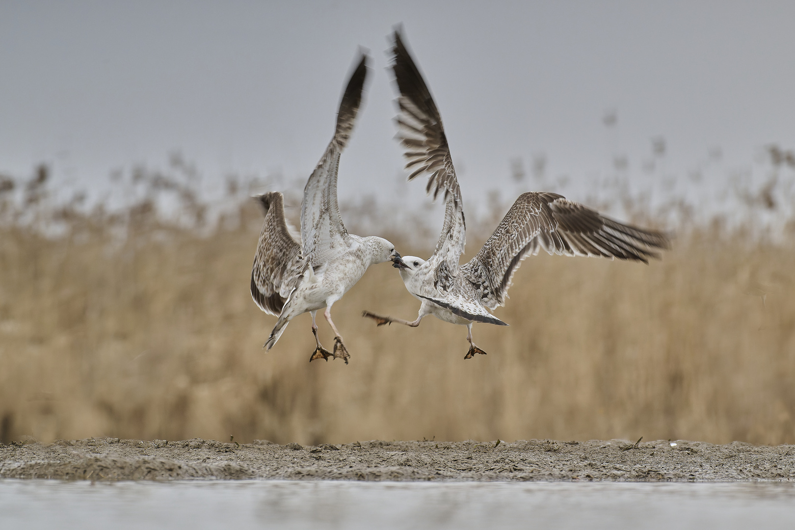 Streit Foto & Bild | tiere, wildlife, wild lebende vögel Bilder auf ...