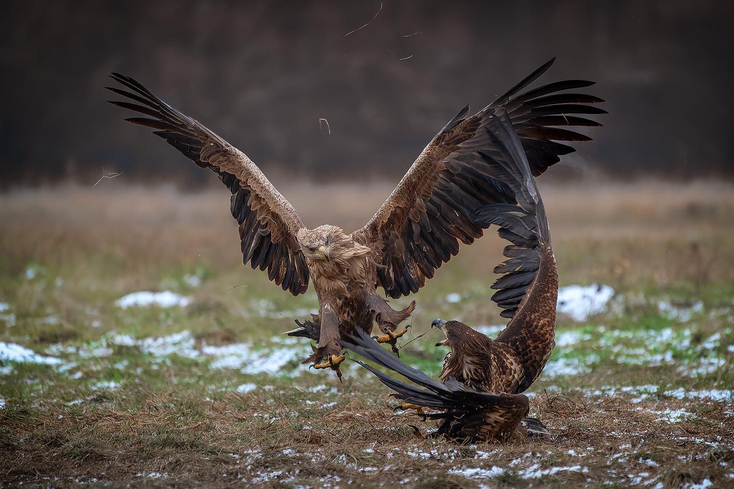 Streit Foto & Bild | tiere, wildlife, wild lebende vögel Bilder auf ...