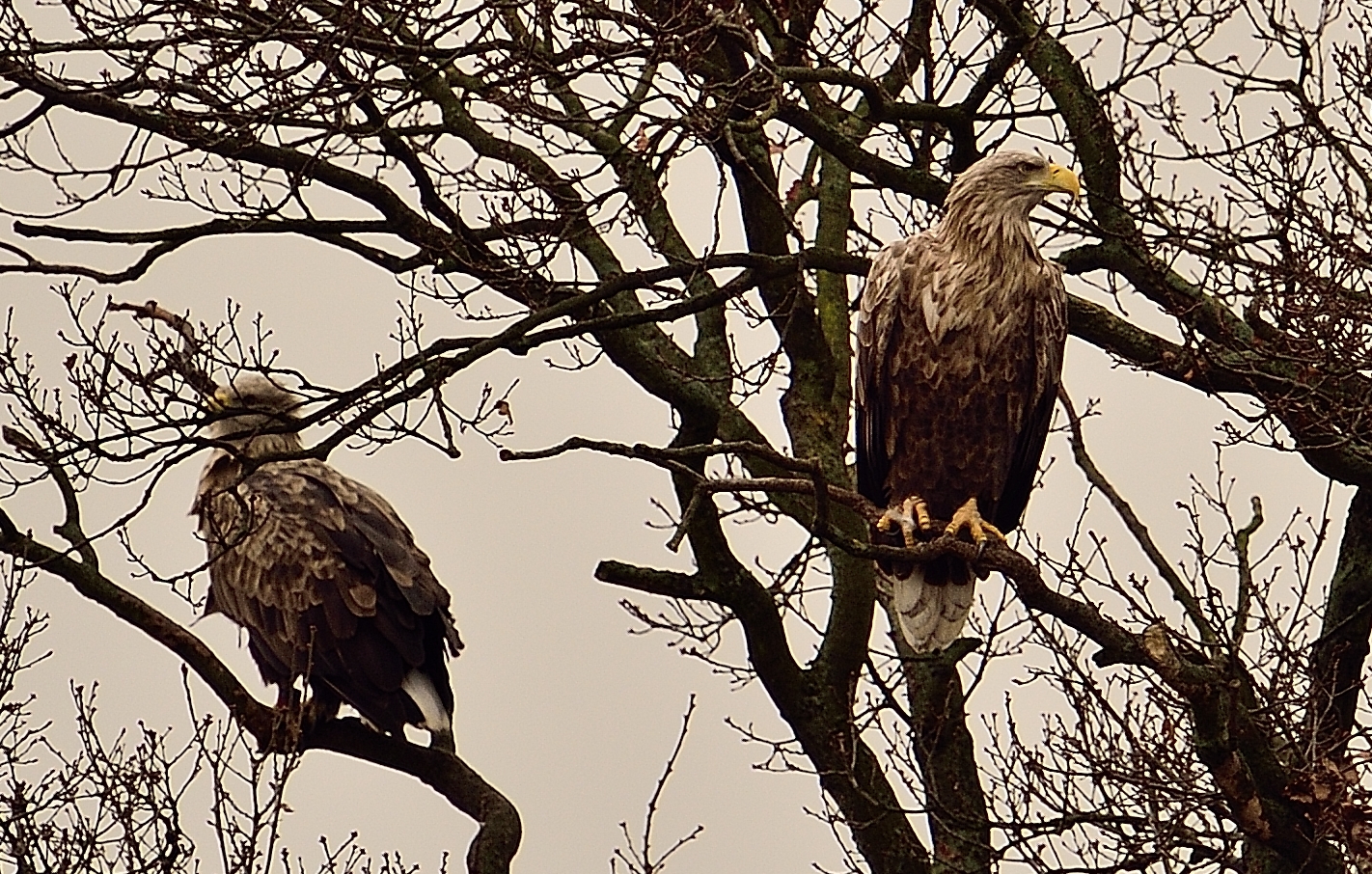 Streit ? Foto & Bild | tiere, wildlife, wild lebende vögel Bilder auf ...