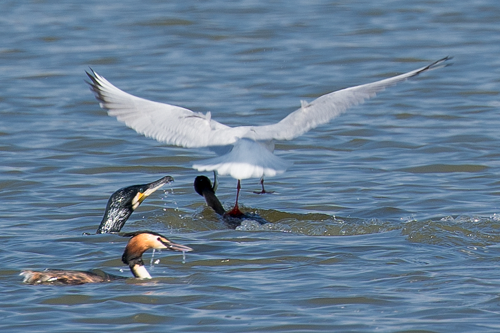 Streit ums Mittagessen - oder wenn sich zwei streiten freut sich der ...