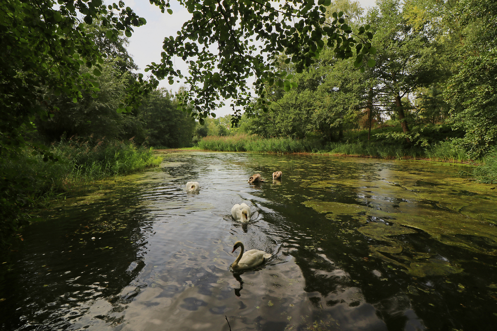 Streit ums Revier Foto & Bild | landschaften, wasser, bäume Bilder auf ...