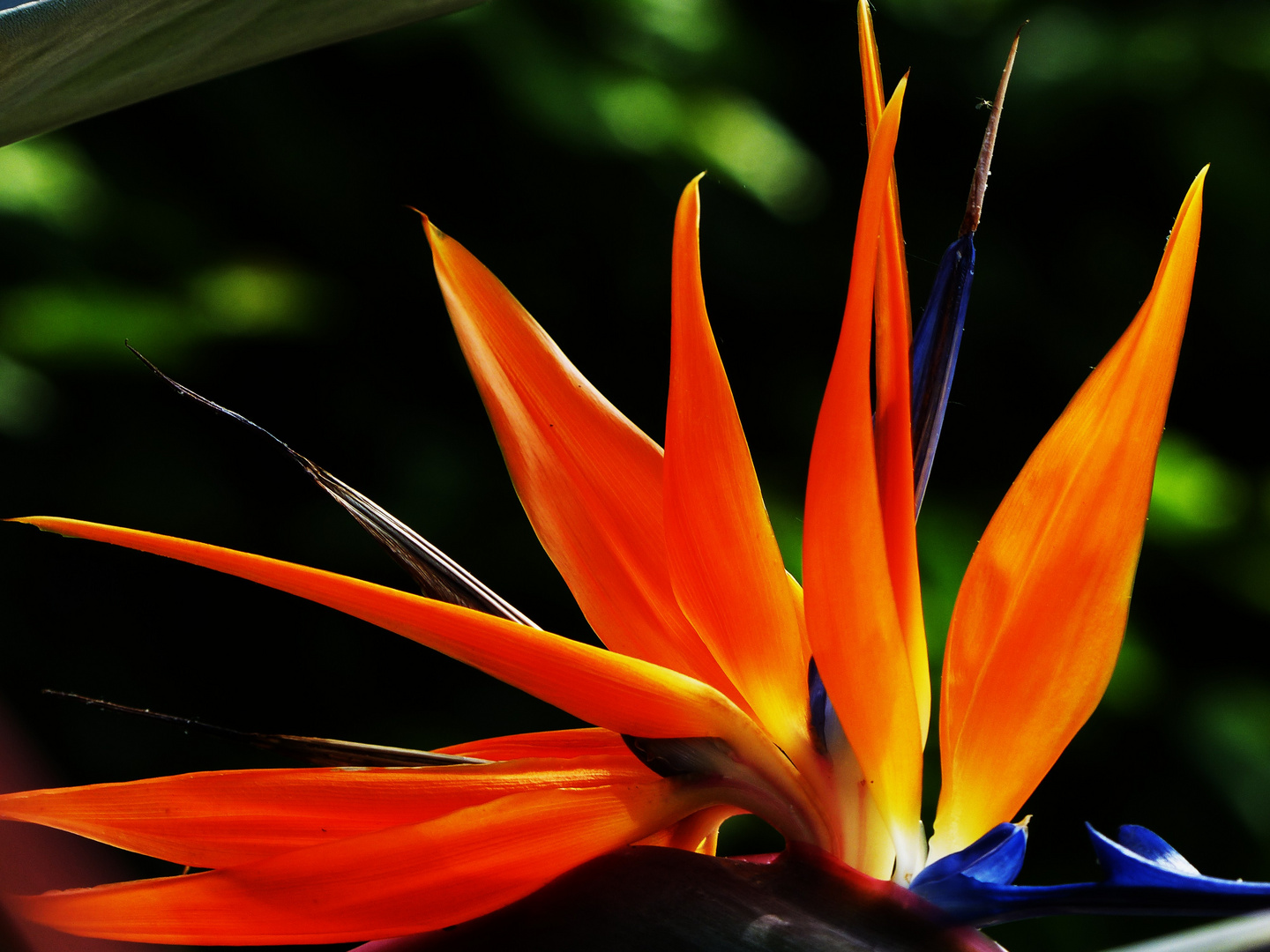 - Streli.. - Foto & Bild | natur, pflanzen, blüten Bilder auf fotocommunity