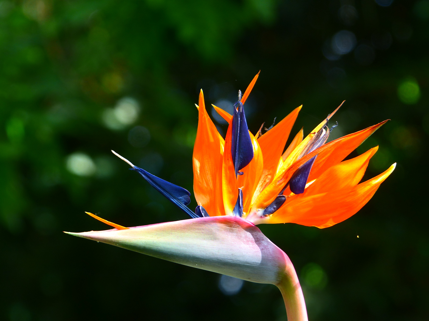 - Streli... Foto & Bild | pflanzen, pilze & flechten, zimmerpflanzen ...
