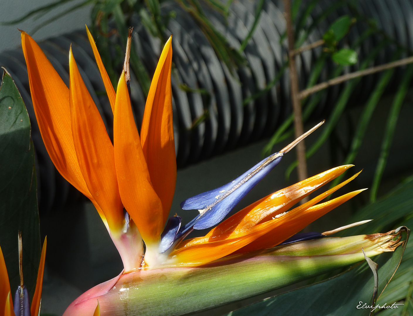 Strelitzia photo et image | fleurs, fleurs , nature Images fotocommunity